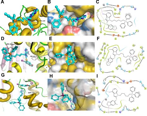 A Mitochondrial Targeted Purine Based Hsp90 Antagonist For Leukemia Therapy Pmc