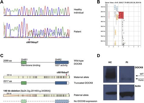 A Novel Compound Heterozygous Mutation In Dock8 Results In Expression