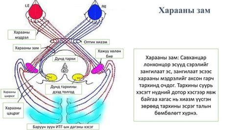 мэдрэхүй Pptx
