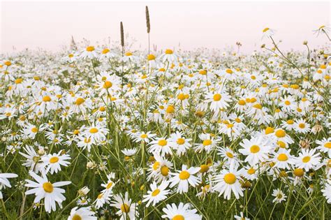 Красивое поле ромашек 73 фото