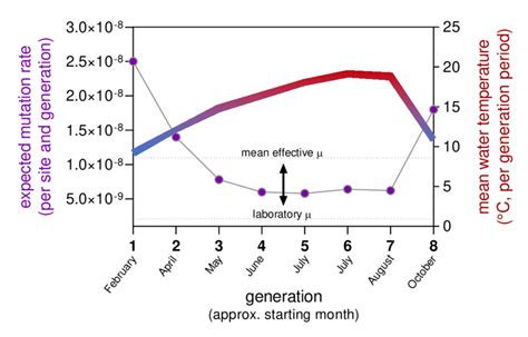 expected variation of mutation rate calculated per generation for a
