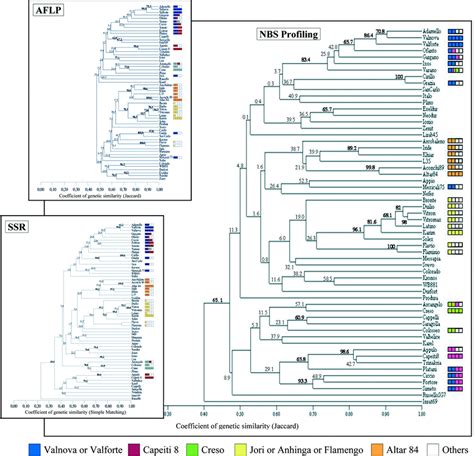 Dendrograms Obtained With Cluster Analysis Upgma Of Nbs Profiling