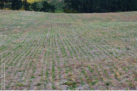 Spring Sown Lucerne At Bonavaree Dryland Pastures