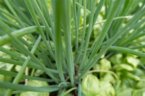 양파 샬롯 에샤 Pixabay의 무료 사진 Pixabay