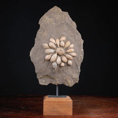 Fossil Echinoid Fossil Skeleton Pseudocidaris Mammosa 337 Mm 172 Mm Auction Online