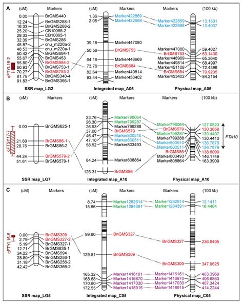 The Integrated Linkage Groups By Jointing The Simple Sequence Repeat Download Scientific