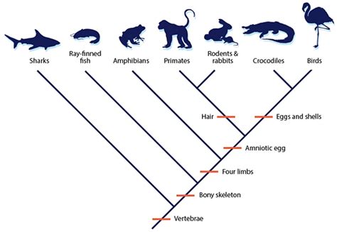 Simple Cladogram Simple Cladogram