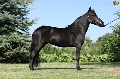 What Is An American Miniature Horse Breed Info Ikca