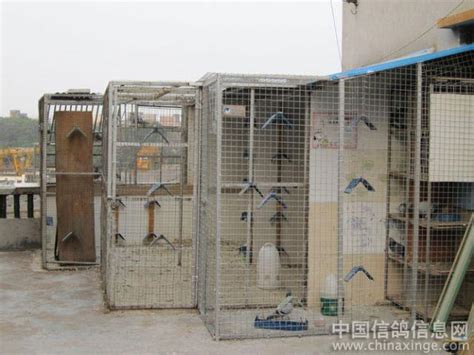泓远鸽舍 中国信鸽信息网相册