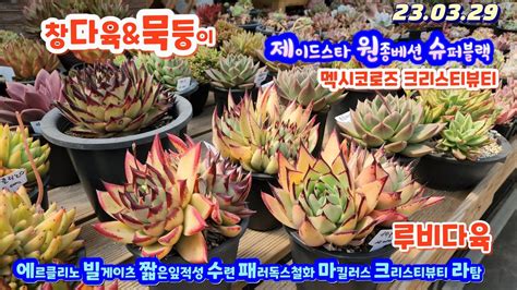 루비다육5창다육and묵둥이슈퍼블랙필라멘도사런요니빌게이츠짧은잎적성수련패러독스cr돌기금제이드스타크리스티뷰티슈가베이비춥스cr아르제멕시코로즈 Youtube