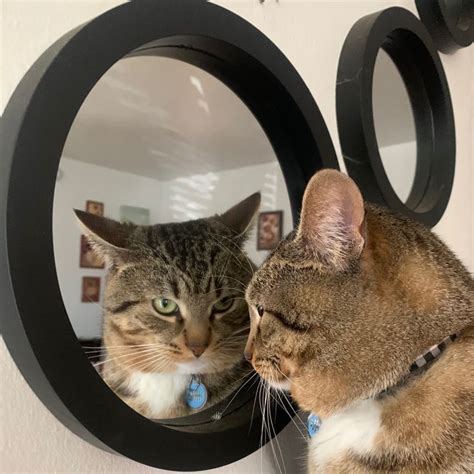 Mirror Mirror On The Wall Pets 3 Pets Mirror