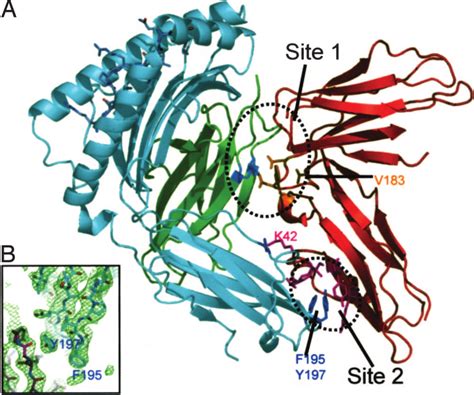 Overall Structure Of The Lilrb2 Complex Of Hla G A Ribbon Diagram Of