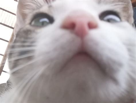 Cat Sniffing The Camera Rcats