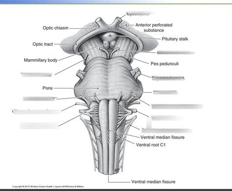 Cranial Nerve Labeling Diagram Quizlet