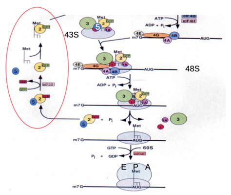 Bioc 312 Lecture 20 Flashcards Quizlet