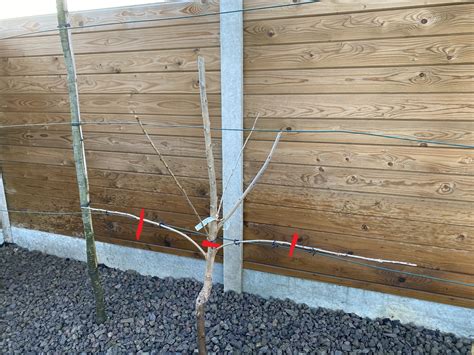 Advise Starting To Prune Dwarf Sweet Cherry Tree As A Fan General Fruit Growing Growing Fruit