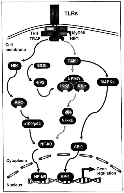 The Immunobiology Of Cholangiocytes Pmc