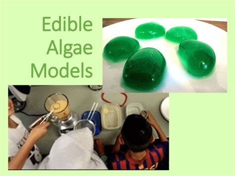 Edible Algae Models Biofuel And Cell Structure