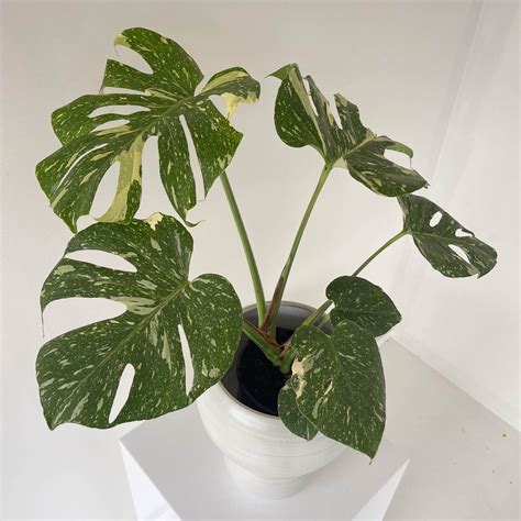 Monstera Thai Constellation The Flower Shed