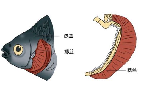 卡通鱼鳃 鱼鳃卡通 第2页 大山谷图库