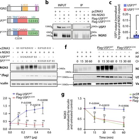 Usp7 Expression During Human Embryonic Pancreas Development A Umap Download Scientific Diagram