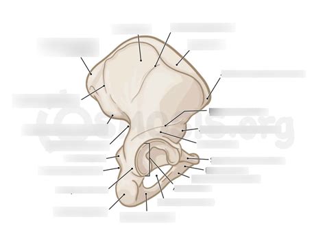 Pelvic Bone Diagram Quizlet
