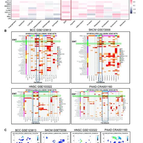 A Relevance Of Nt5e Across 14 Functional States In Distinct Cancers Download Scientific