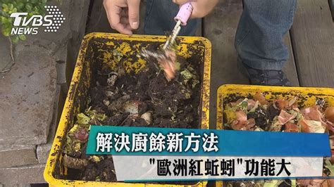 解決廚餘新方法 歐洲紅蚯蚓功能大 Youtube