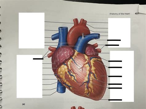 Anterior View Heart Diagram Diagram Quizlet