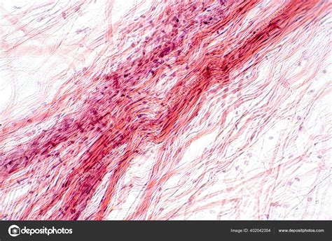 Areolar Connective Tissue Microscope View Histological Human Physiology Stock Illustration By