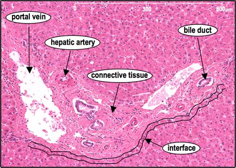 Liver Histology