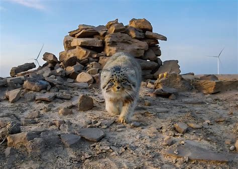 Conservation Of Pallass Cat In Desert Area Of Northern Zhangye Searching For Priority Areas