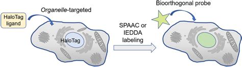 Modification Of Cellular Organelles Based On Halotag Technology