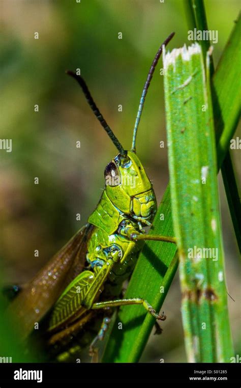 Straw Grasshopper Hi Res Stock Photography And Images Alamy