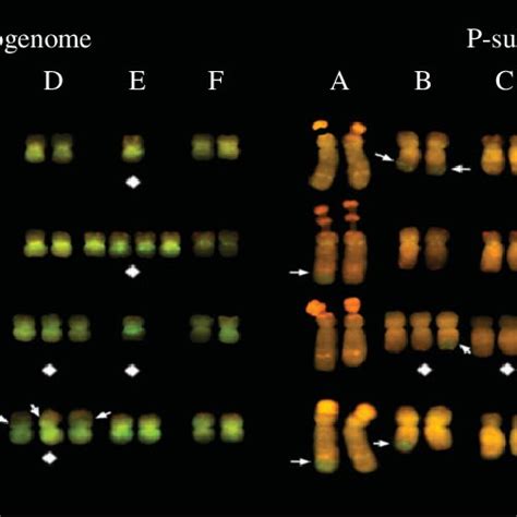 Compensated Aneuploidy In Tragopogon Miscellus Showing Examples Of Download Scientific Diagram