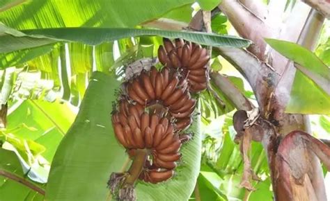 香蕉香蕉banana 知乎