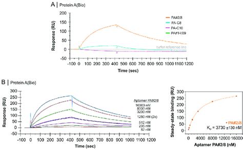 Spr Based Interaction Analyses With The Biacore X100 Instrument
