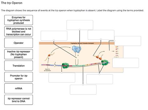 Solved The Trp Operon The Diagram Shows The Sequence Of