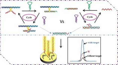 Versatile Electrochemiluminescence Biosensing Platform Based On Dna