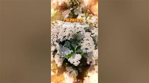 프리티 우먼 Pretty Woman 영화 It Must Have Been Love 주제곡 귀여운 여인 리차드 기어 줄리아 로버츠 주연 산조팝나무 Shorts Youtube