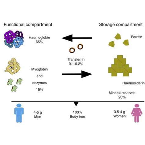 Iron Deficiency And Other Hypoproliferative Anemia Overview