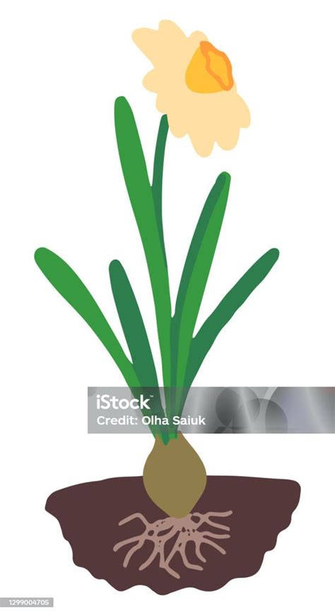 흰색 배경에 고립 된 봄 꽃 손으로 그린 벡터 그림 컬러 만화 낙서 지상에 수선화의 단일 도면 디자인 인쇄 스티커 엽서 장식 랩을 위한 요소 뿌리에 대한 스톡 벡터 아트 및