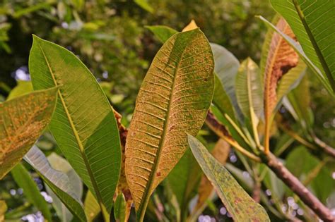 Rust Diseases On Plants Prevent Control Measures Seasol