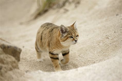 8 Fascinating Facts About The Sand Cat