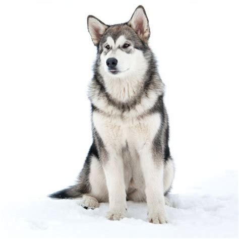 Alaskan Malamute Coat Colors Coats And Colors