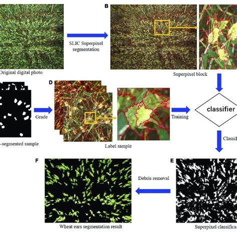Wheat Spikes Counting Process A Segmentation Of Wheat Spikes Download Scientific Diagram