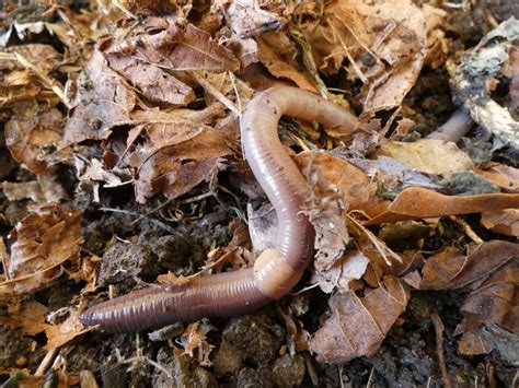 The Secret Life Of The Common Earthworm Buglife Blog Buglife