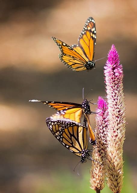 30000 Free Monarch Butterflies And Butterfly Images Pixabay