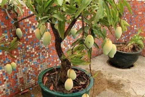 芒果核千萬別扔掉！這樣種20天就能收穫一大堆芒果 每日頭條