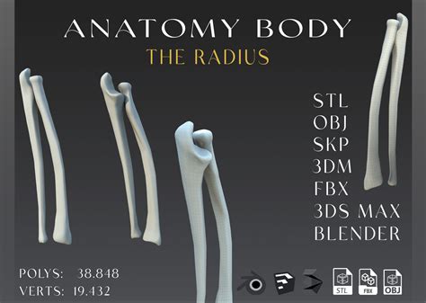 Radius Definition Body At Margaret Steen Blog